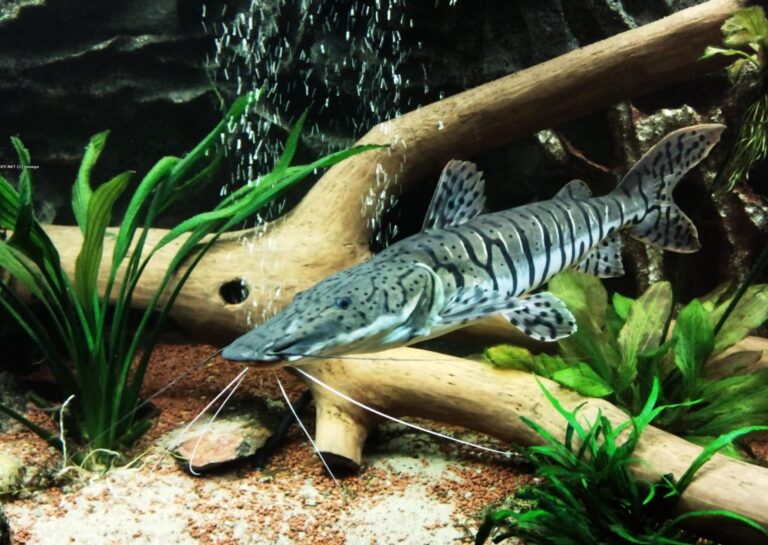 El Bagre Rayado del Magdalena: Un Tesoro Fluvial en Peligro